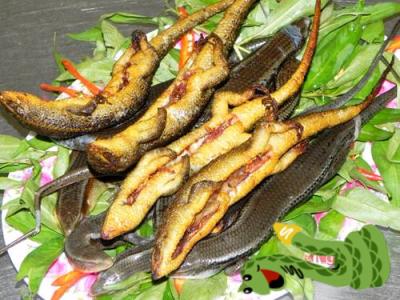 Bán rắn mối thịt rắn mối giống tại TPHCM giao hàng tận nơi từ 1Kg